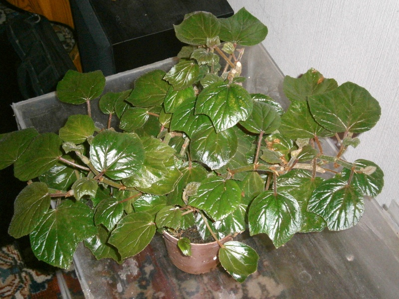 Begonia valida? - Begonias